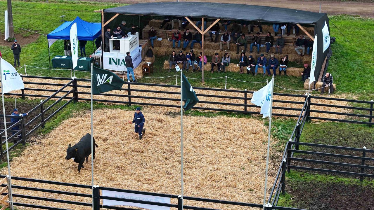 En su Día del Toro INIA La Pampa rematará 42 toros y 26 vaquillas Angus ...